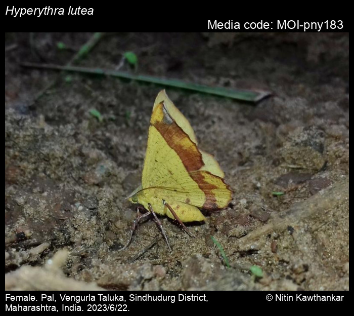 Hyperythra lutea | Moths